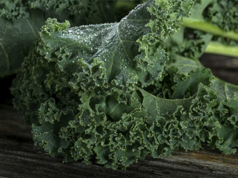 Kale - Not Just Fancy Lettuce | ideal-LIVING