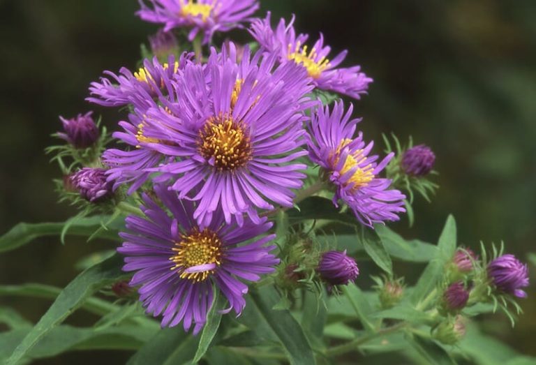 Perennial Plant Feature Fall Asters | ideal-LIVING