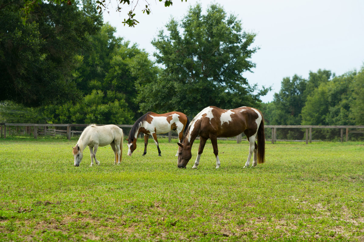 Pack Your Boots and Head to the Rolling Hills of Horse Country